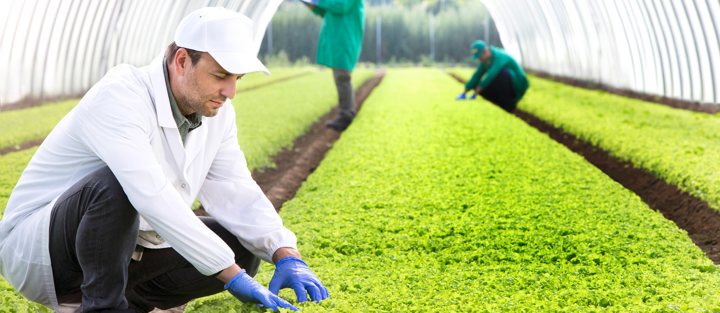 Home - Linea Verde CSR